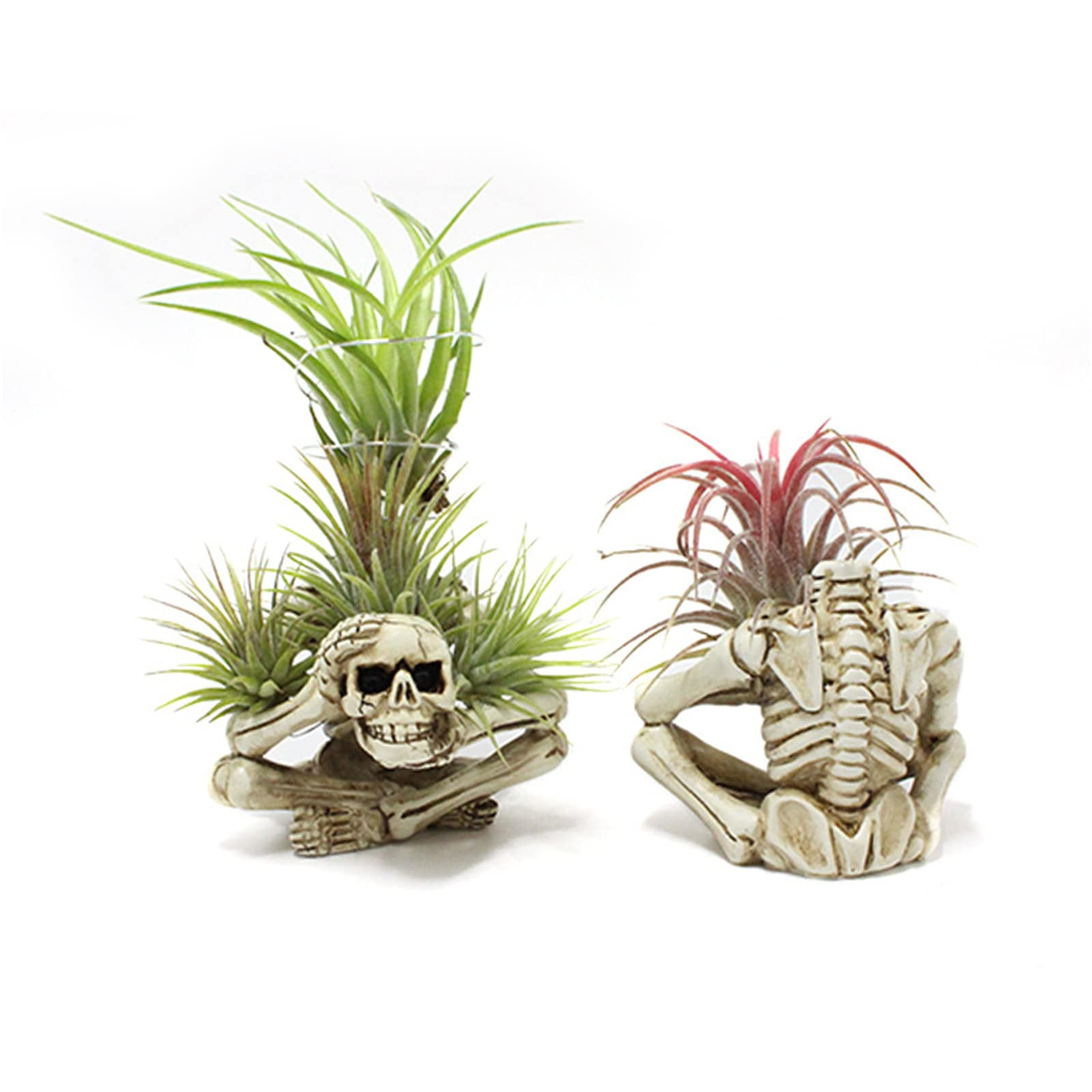 Gothic Skeleton Planter,Air Plant Skull Holder,Tillandsia Air Plant ...
