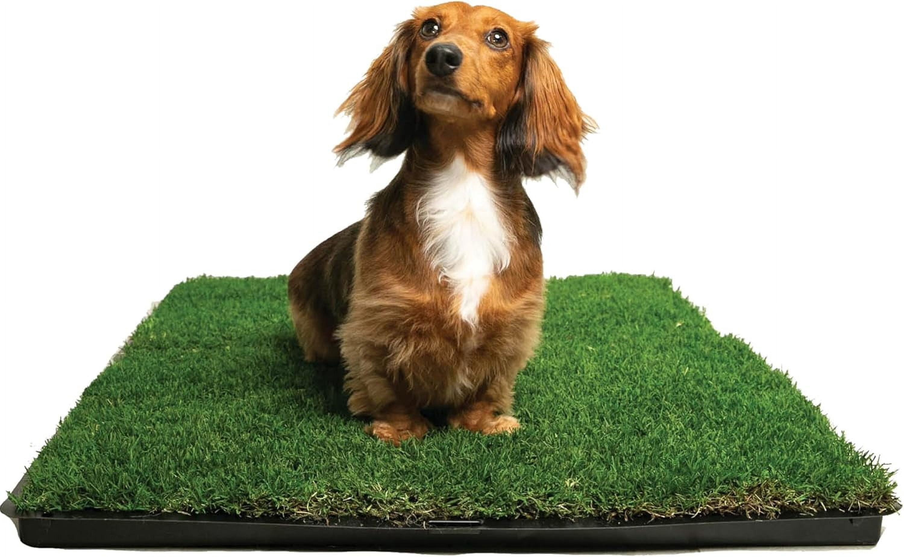 Gotta Go Grass - Real Grass Dog Potty Pad with Tray, Indoor/Outdoor ...