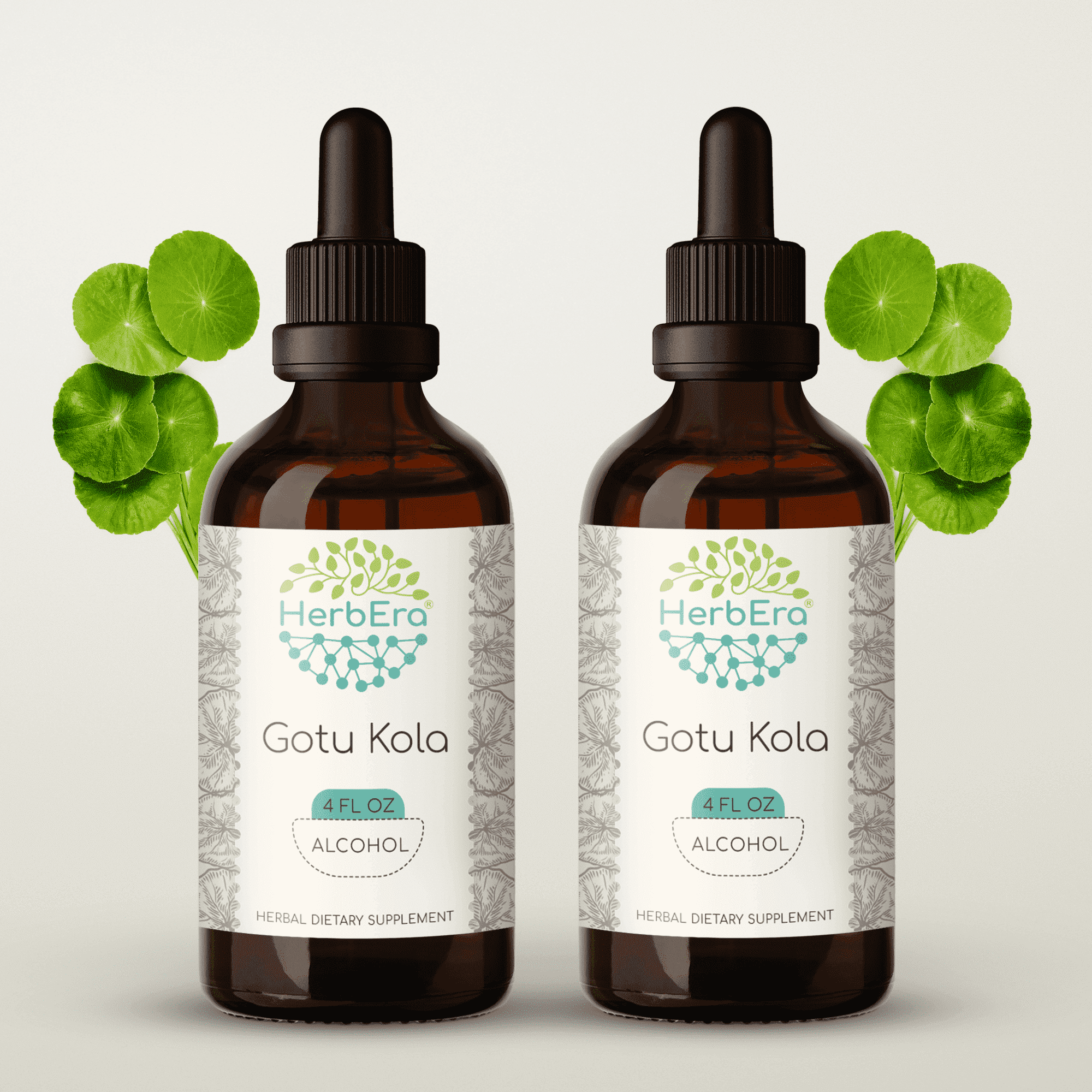 HerbEra Gotu Kola Tincture, Herbal Dietary Supplement for Cognitive Support, Gotu Kola (Centella ...