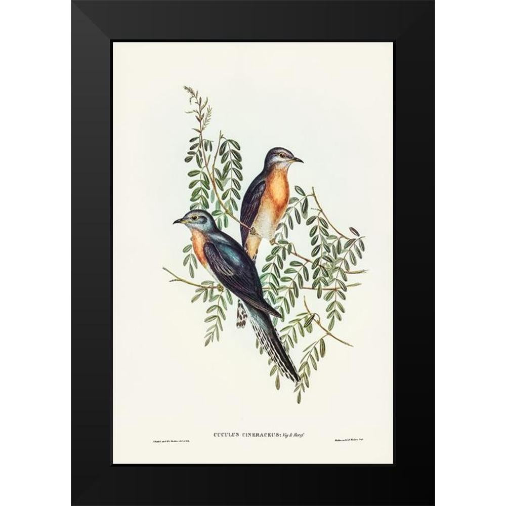Gould, John 11x14 Black Modern Framed Museum Art Print Titled - Ash ...