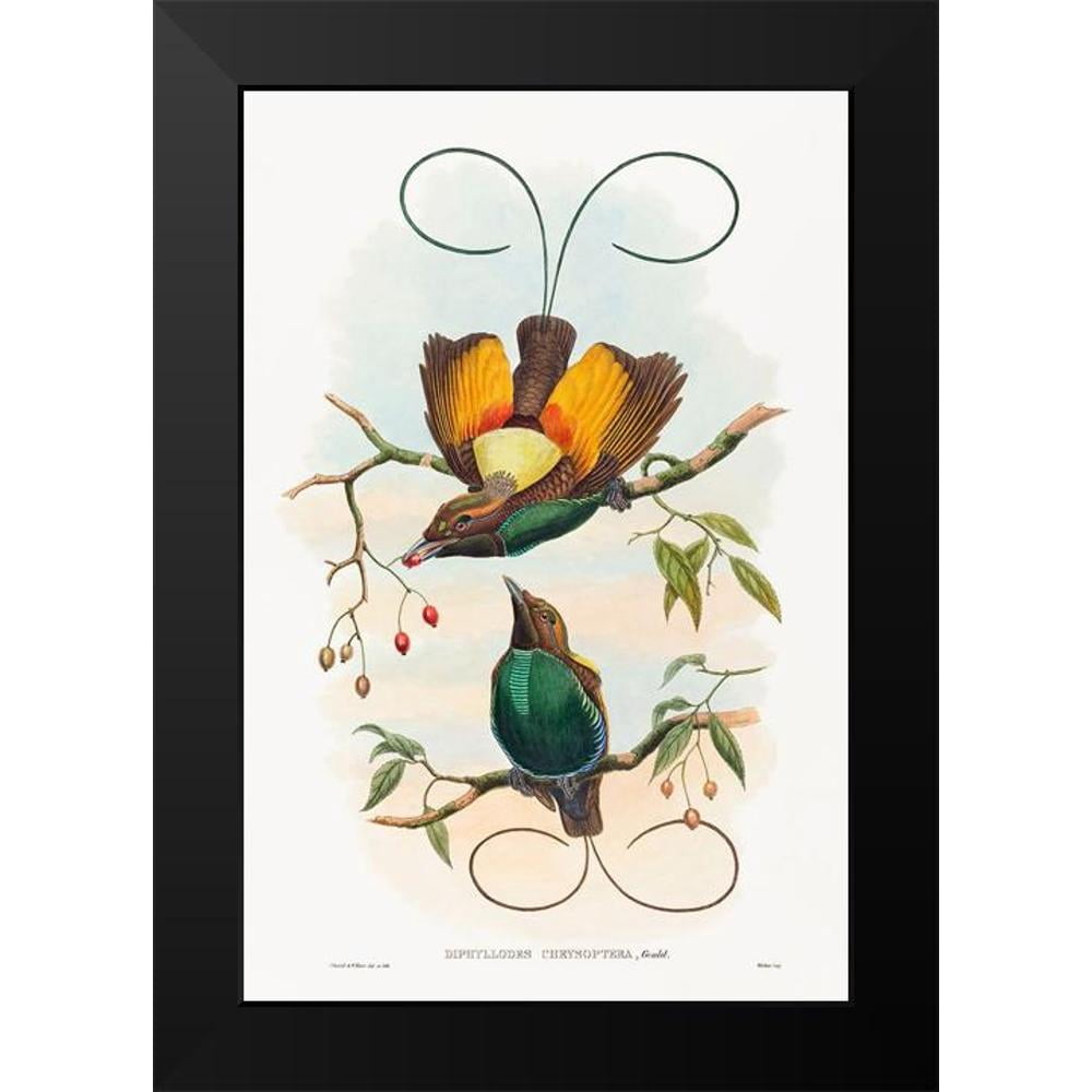 Gould, John 11x14 Black Modern Framed Museum Art Print Titled ...
