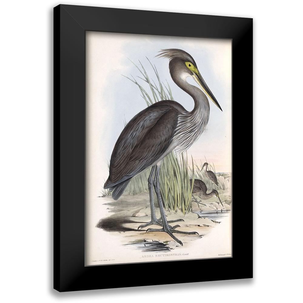 Trademark Fine Art 'Gould Birds of the Tropics IV' Canvas Art by John ...