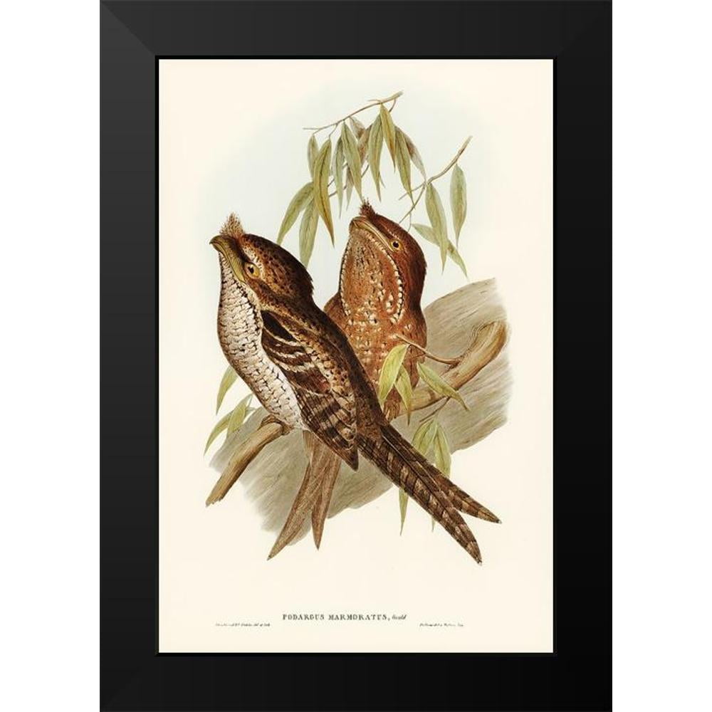 Gould, John 11x14 Black Modern Framed Museum Art Print Titled - Marbled ...