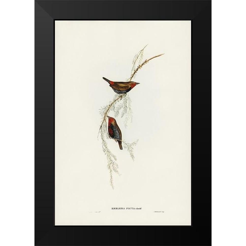Gould, John 11x14 Black Modern Framed Museum Art Print Titled - Painted ...
