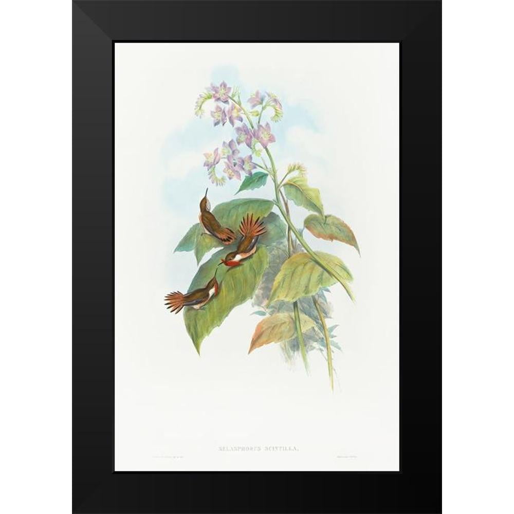 Gould, John 11x14 Black Modern Framed Museum Art Print Titled ...