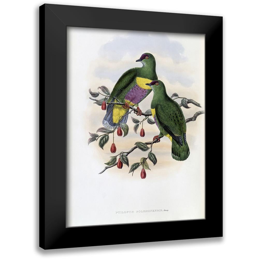 Gould, John 11x14 Black Modern Framed Museum Art Print Titled - Solomon ...