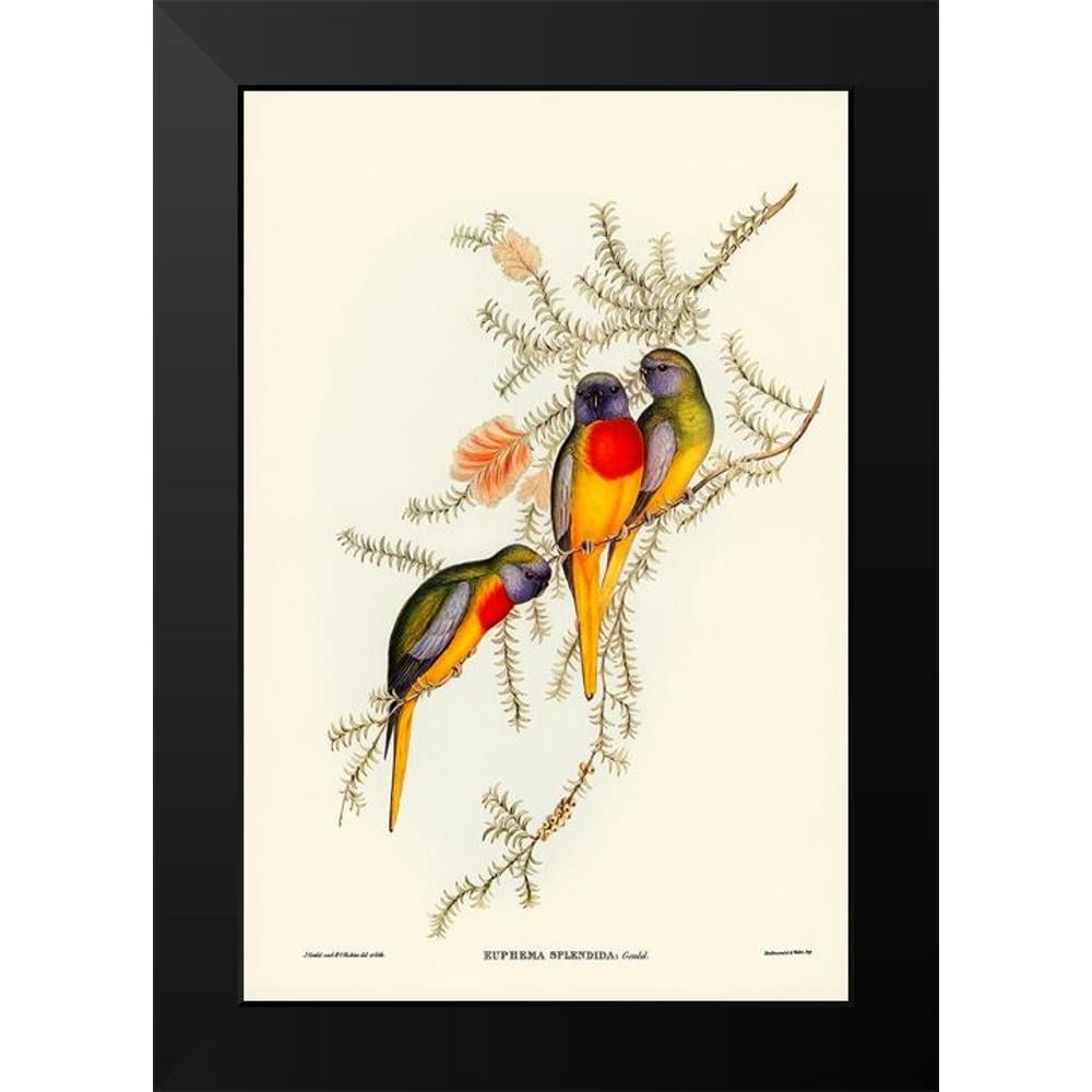 Gould, John 11x14 Black Modern Framed Museum Art Print Titled ...