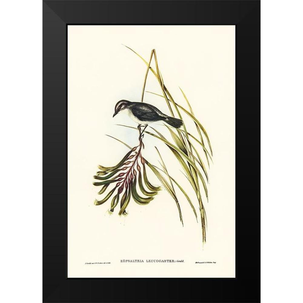 Gould, John 11x14 Black Modern Framed Museum Art Print Titled - White ...