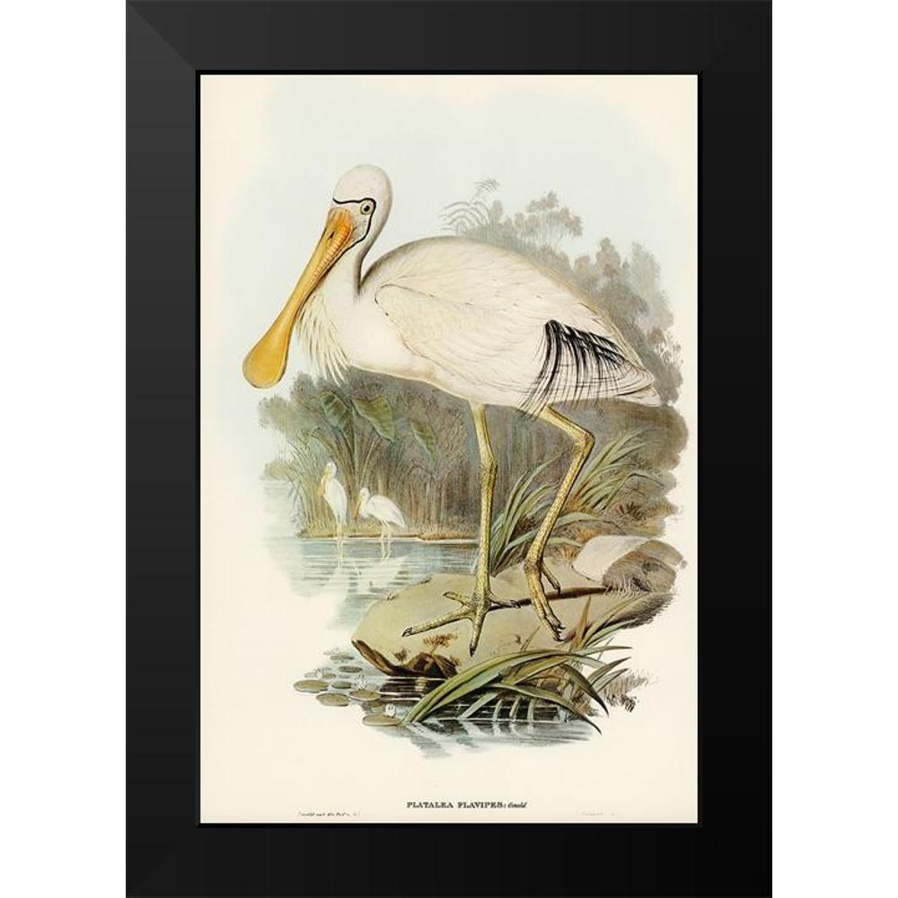 Gould, John 11x14 Black Modern Framed Museum Art Print Titled - Yellow ...