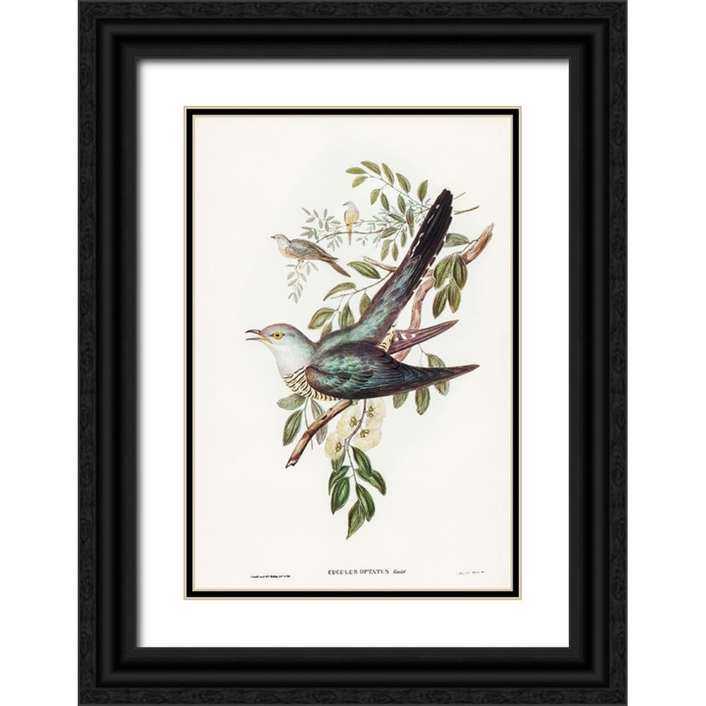 Gould, John 11x14 Black Ornate Wood Framed with Double Matting Museum ...