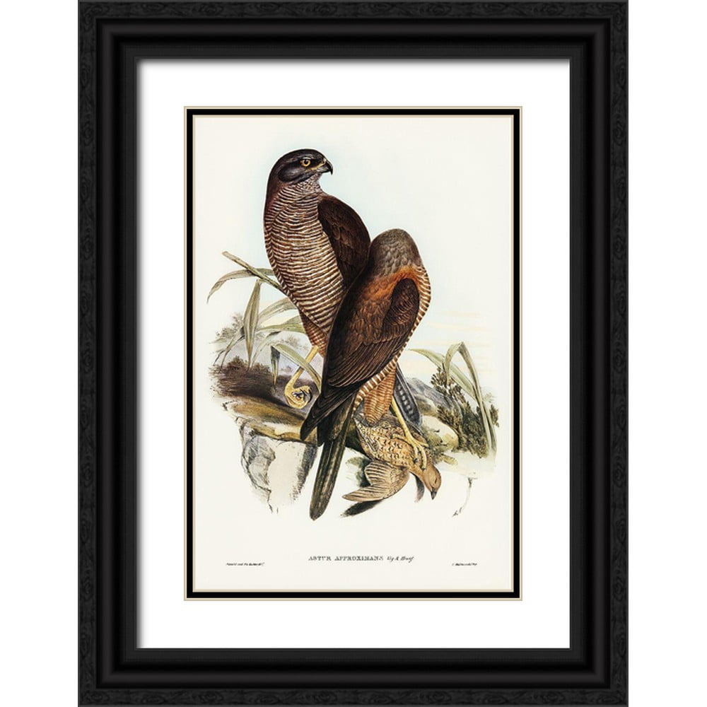 Gould, John 11x14 Black Ornate Wood Framed with Double Matting Museum ...