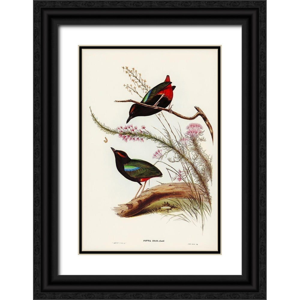 Gould, John 11x14 Black Ornate Wood Framed with Double Matting Museum Art Print Titled - Rainbow ...