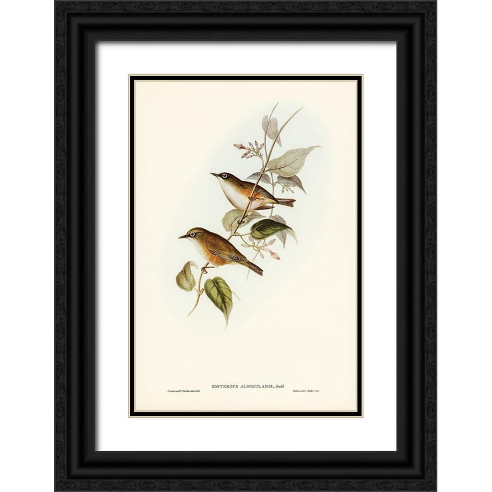Gould, John 11x14 Black Ornate Wood Framed with Double Matting Museum ...