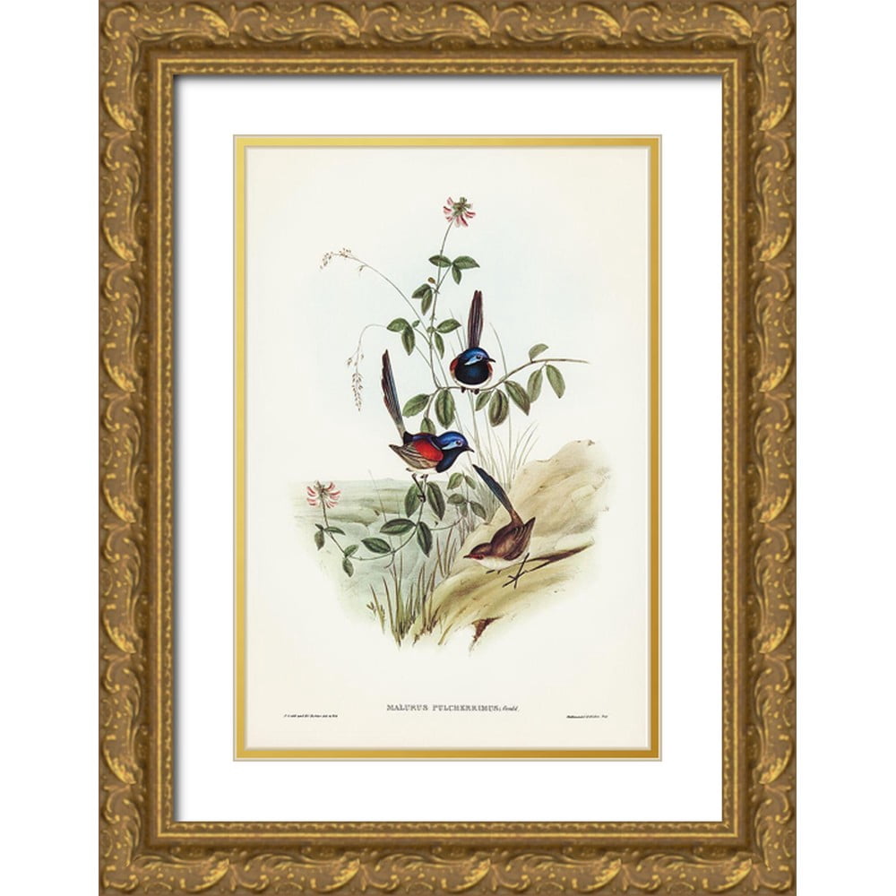 Gould, John 11x14 Gold Ornate Wood Framed with Double Matting Museum ...