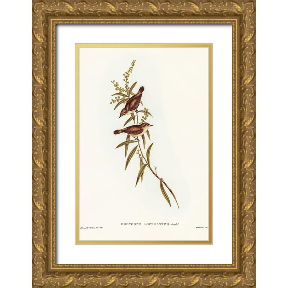 Gould, John 11x14 Gold Ornate Wood Framed with Double Matting Museum ...