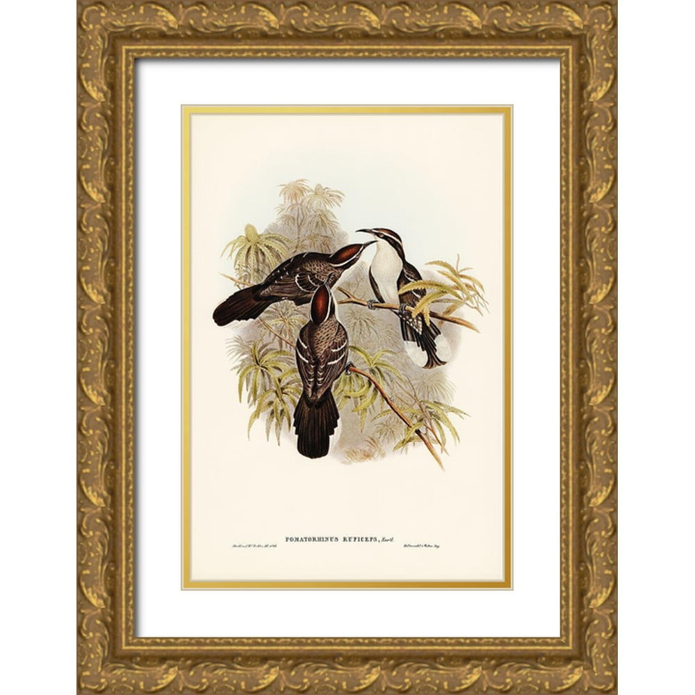 Gould, John 11x14 Gold Ornate Wood Framed with Double Matting Museum ...