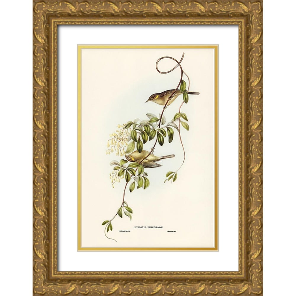 Gould, John 11x14 Gold Ornate Wood Framed with Double Matting Museum ...