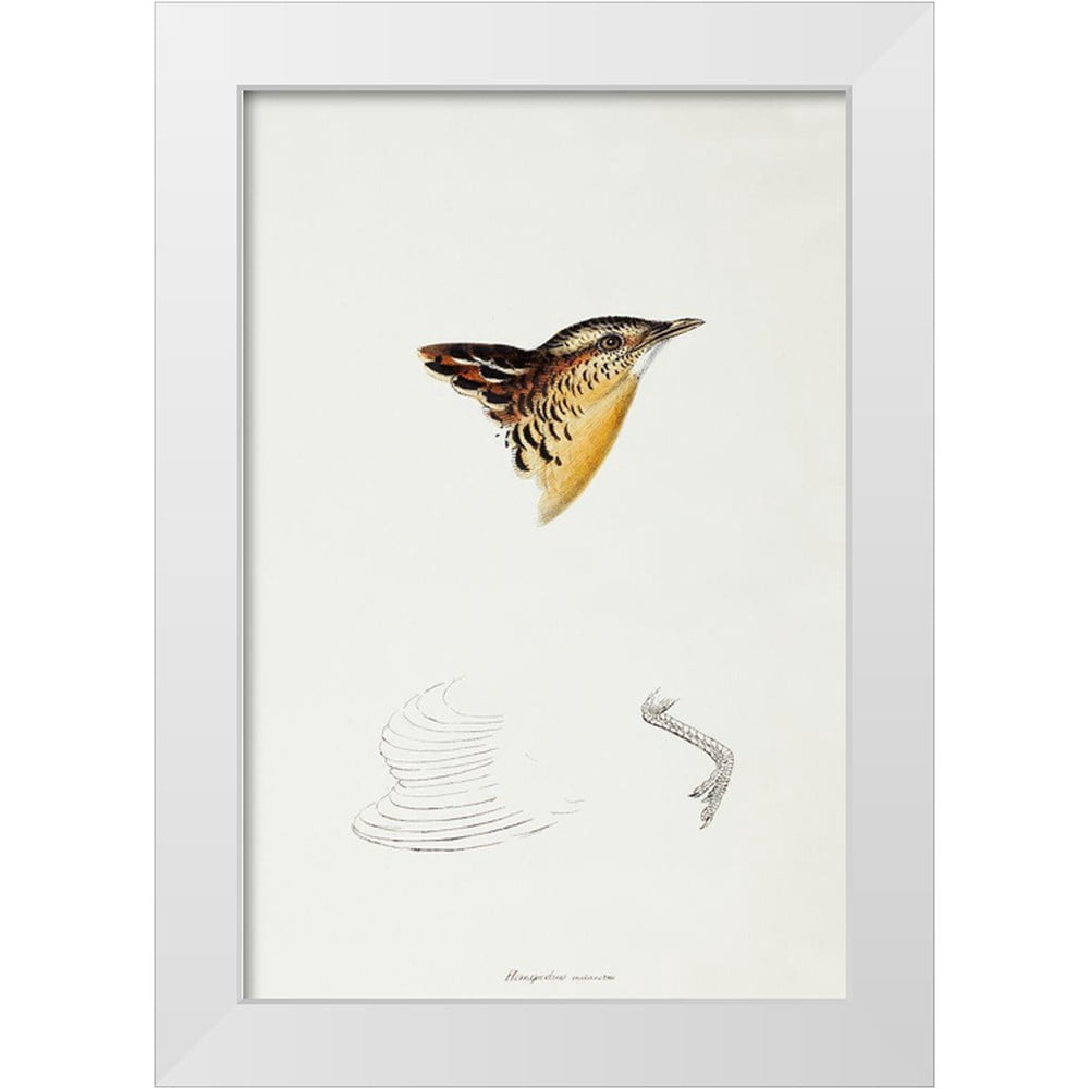 Gould, John 11x14 White Modern Wood Framed Museum Art Print Titled ...