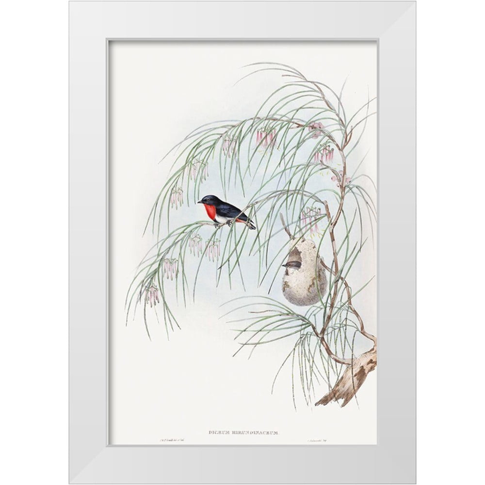 Gould, John 11x14 White Modern Wood Framed Museum Art Print Titled ...