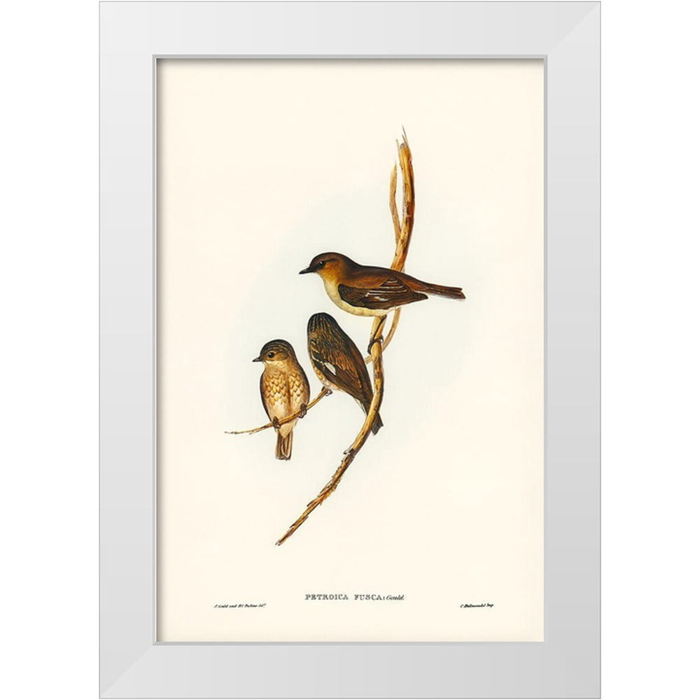 Gould, John 11x14 White Modern Wood Framed Museum Art Print Titled ...