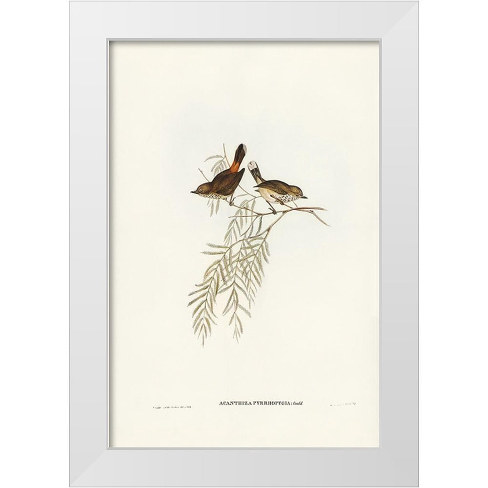 Gould, John 11x14 White Modern Wood Framed Museum Art Print Titled ...