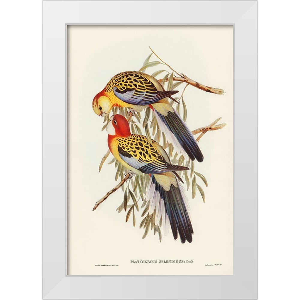 Gould, John 11x14 White Modern Wood Framed Museum Art Print Titled ...