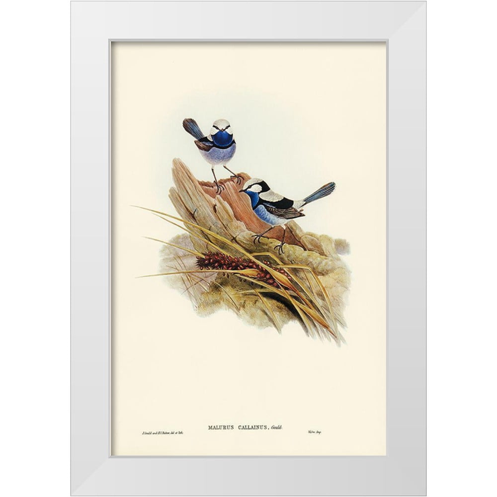 Gould, John 11x14 White Modern Wood Framed Museum Art Print Titled ...