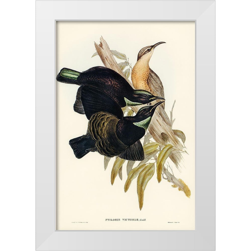 Gould, John 11x14 White Modern Wood Framed Museum Art Print Titled ...