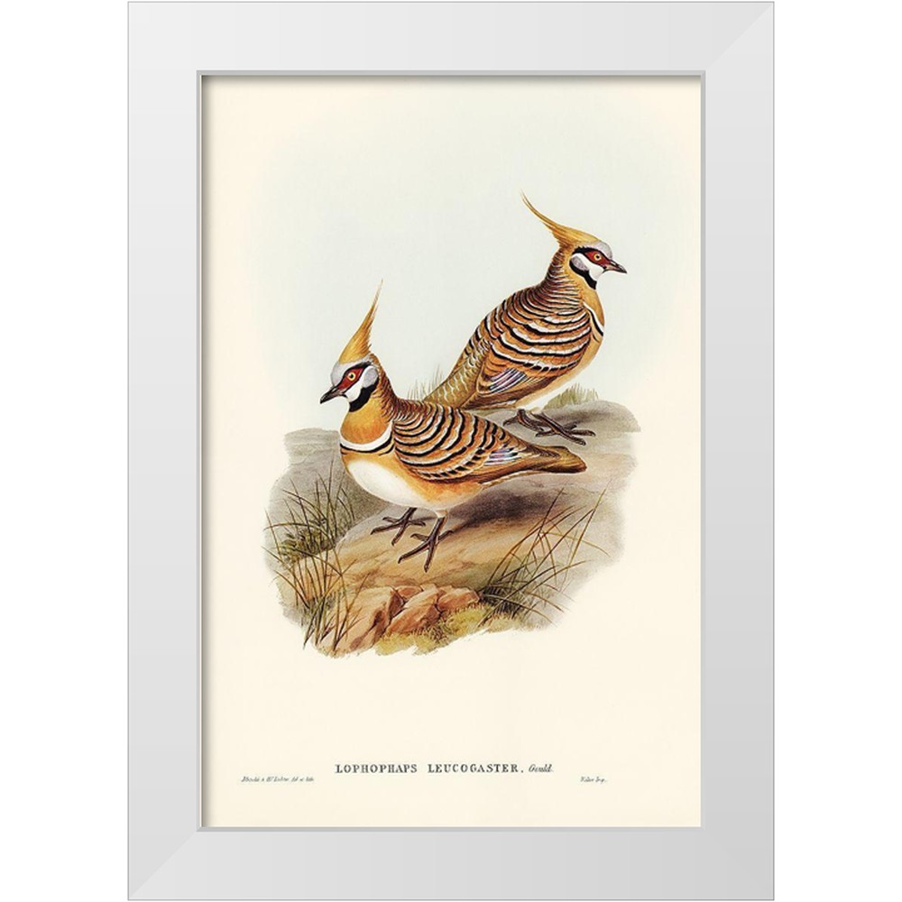 Gould, John 11x14 White Modern Wood Framed Museum Art Print Titled ...