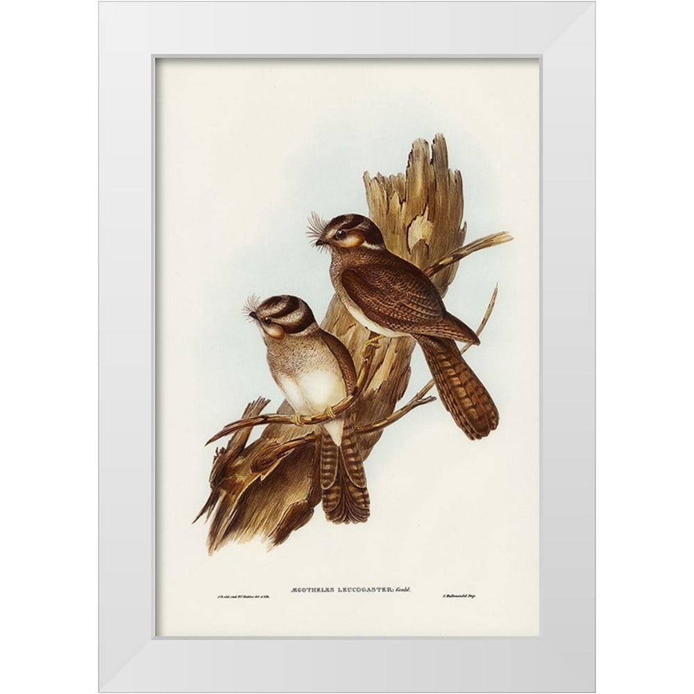 Gould, John 11x14 White Modern Wood Framed Museum Art Print Titled ...