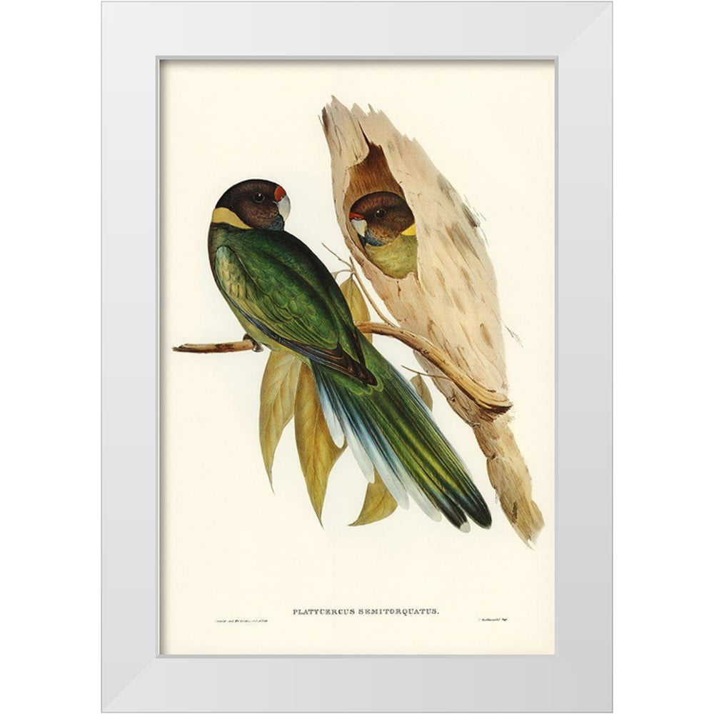 Gould, John 11x14 White Modern Wood Framed Museum Art Print Titled ...