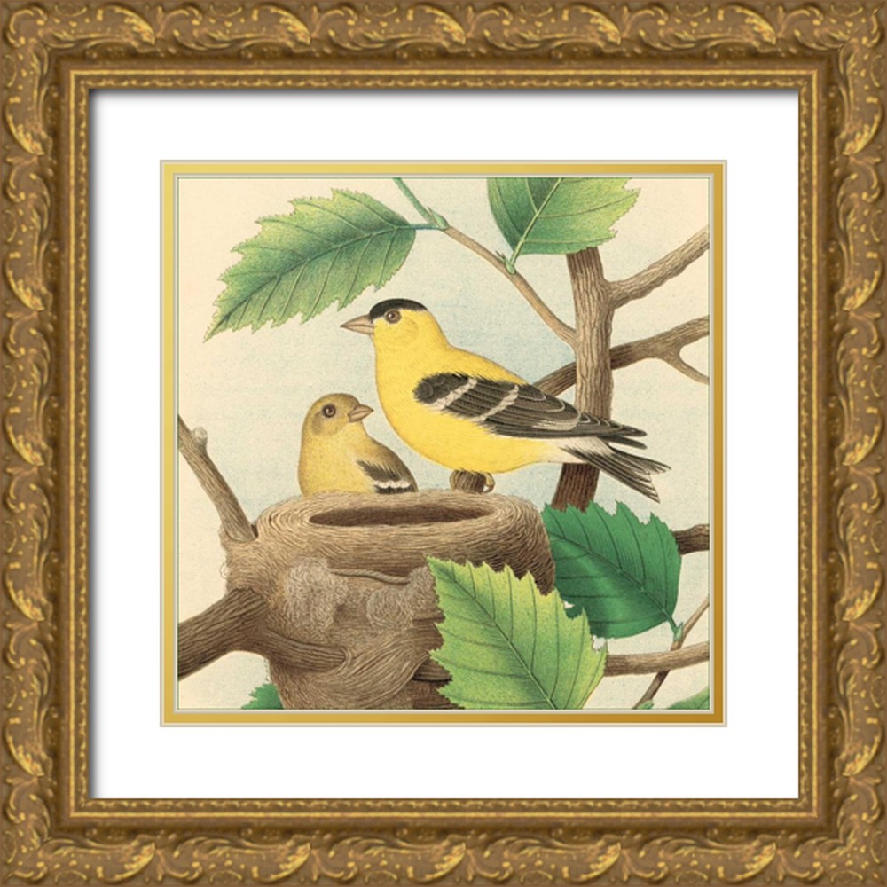 Gould, John 12x12 Gold Ornate Wood Framed with Double Matting Museum ...