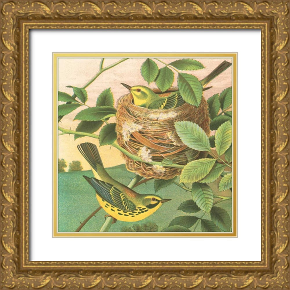 Gould, John 12x12 Gold Ornate Wood Framed with Double Matting Museum ...