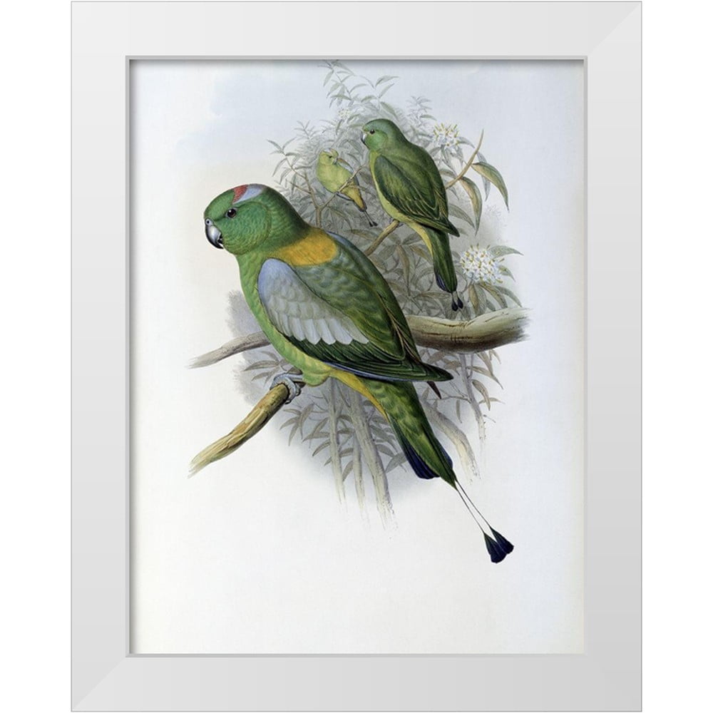 Gould, John 12x14 White Modern Wood Framed Museum Art Print Titled ...