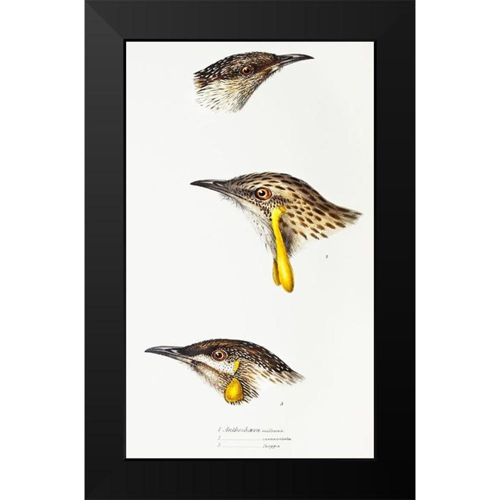 Gould, John 12x18 Black Modern Framed Museum Art Print Titled - Wattle ...
