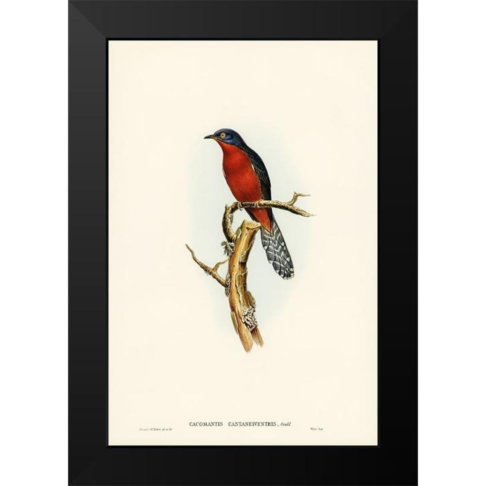Gould, John 13x18 Black Modern Framed Museum Art Print Titled ...