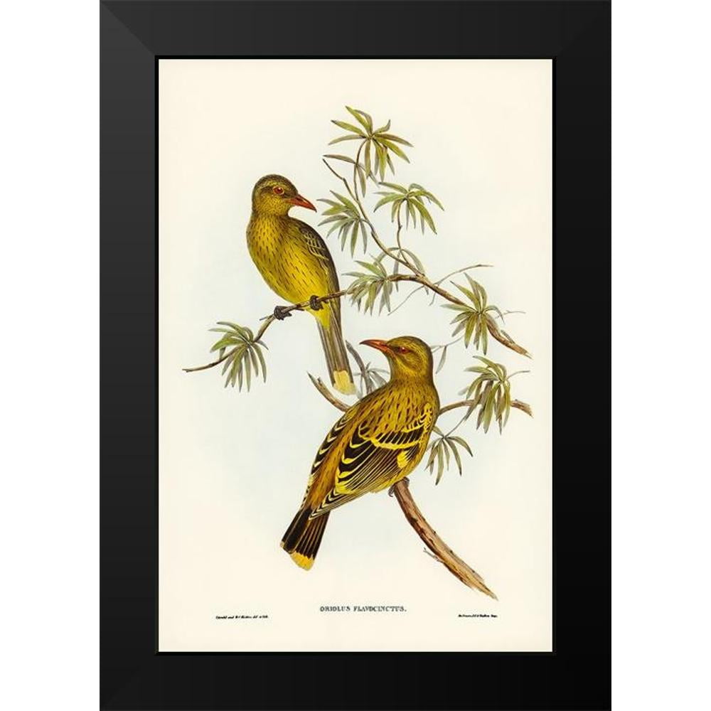 Gould, John 13x18 Black Modern Framed Museum Art Print Titled ...