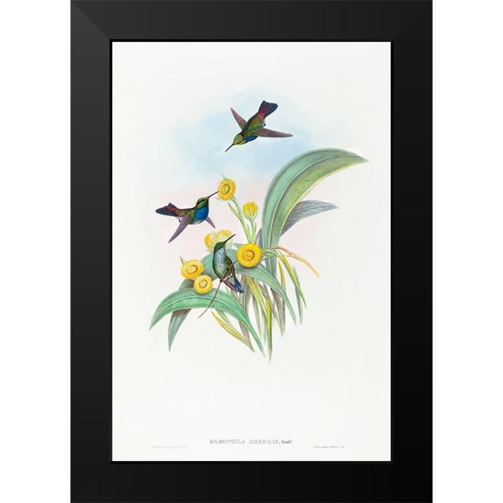 Gould, John 13x18 Black Modern Framed Museum Art Print Titled ...