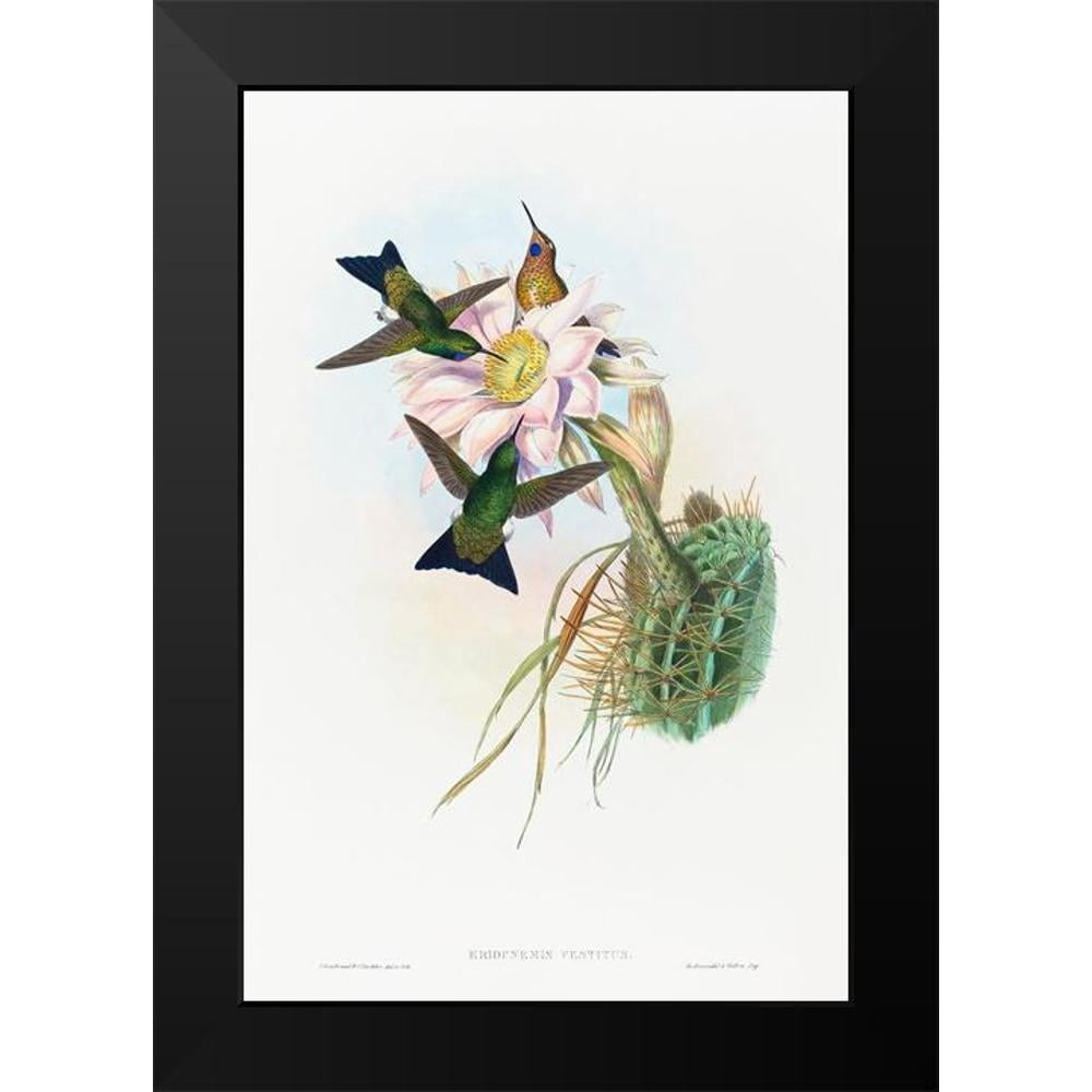 Gould, John 13x18 Black Modern Framed Museum Art Print Titled ...