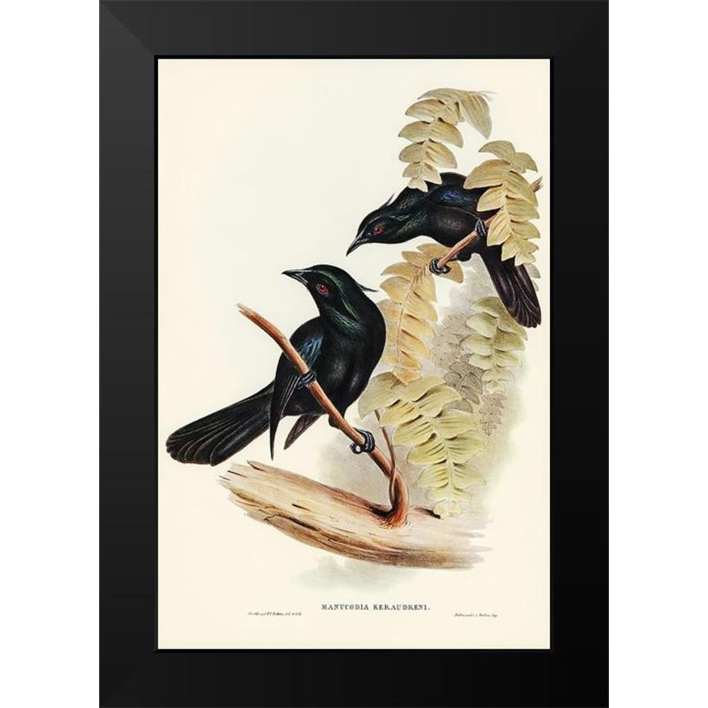 Gould, John 13x18 Black Modern Framed Museum Art Print Titled ...