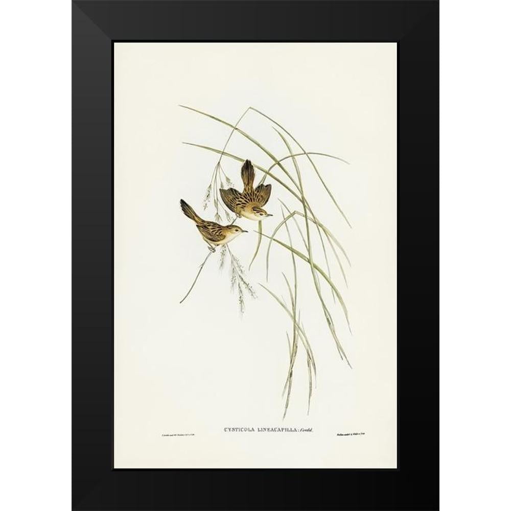 Gould, John 13x18 Black Modern Framed Museum Art Print Titled ...