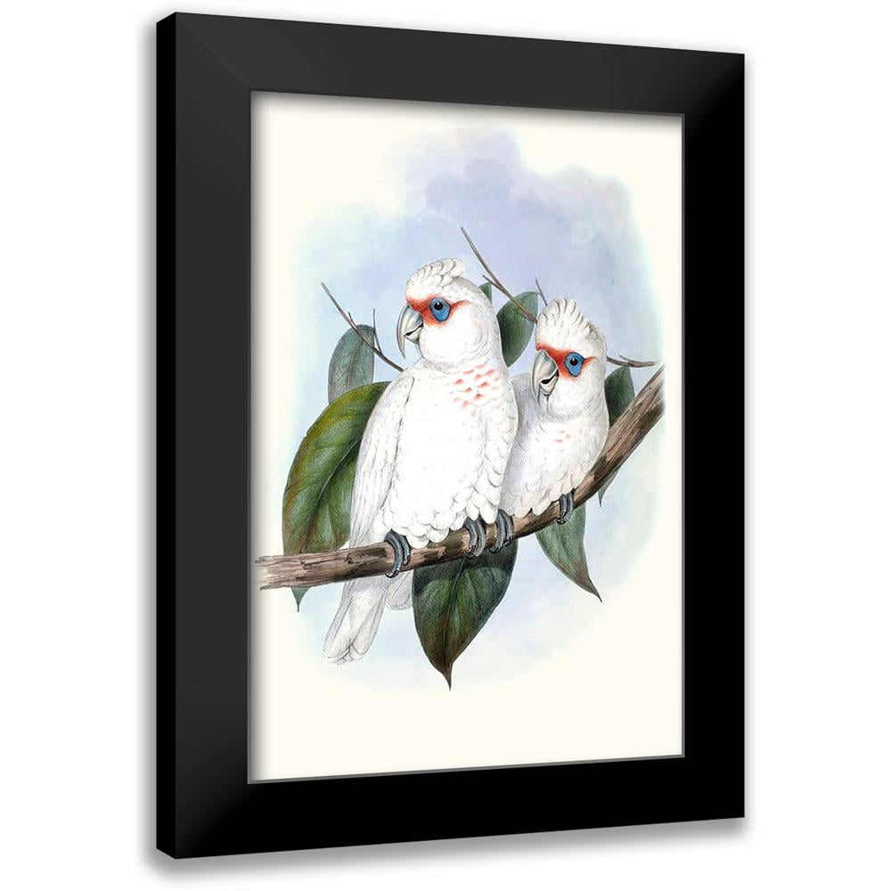 Gould, John 13x18 Black Modern Framed Museum Art Print Titled - Pastel ...