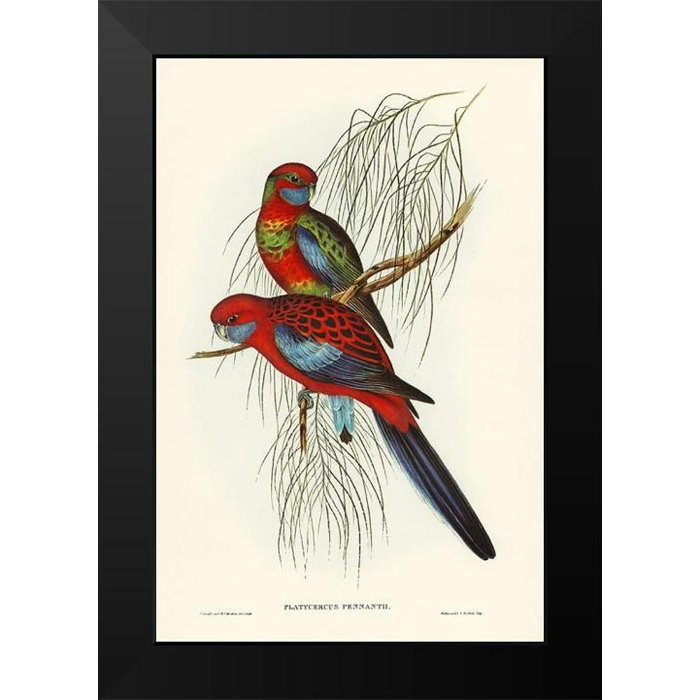 Gould, John 13x18 Black Modern Framed Museum Art Print Titled ...