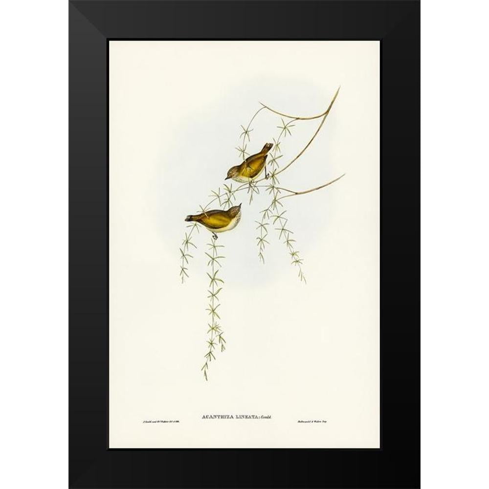 Gould, John 13x18 Black Modern Framed Museum Art Print Titled ...