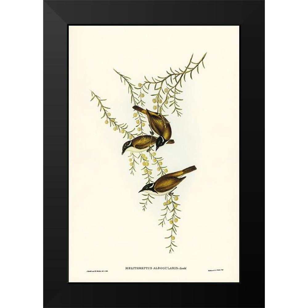 Gould, John 13x18 Black Modern Framed Museum Art Print Titled - White ...