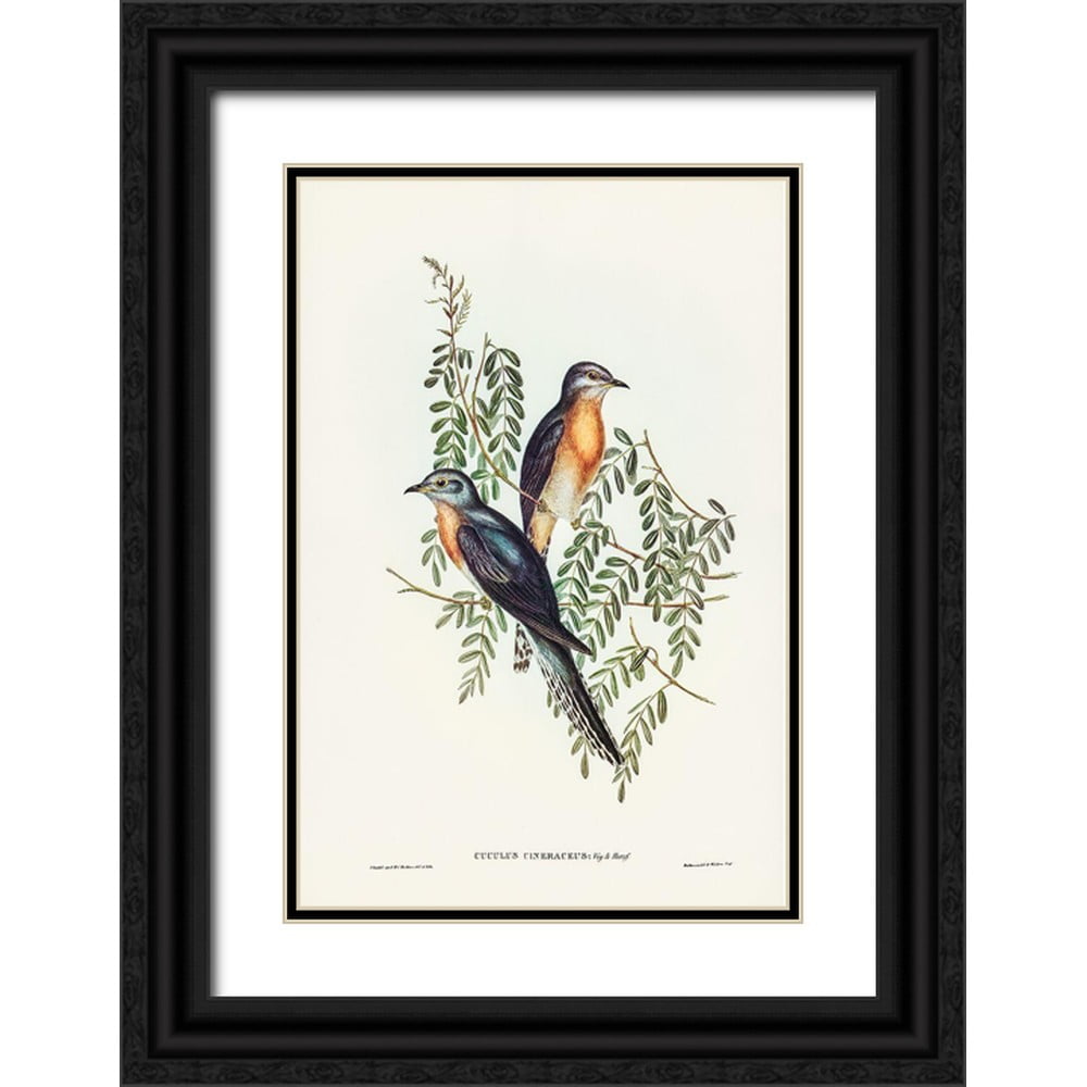 Gould, John 13x18 Black Ornate Wood Framed with Double Matting Museum Art Print Titled - Ash ...