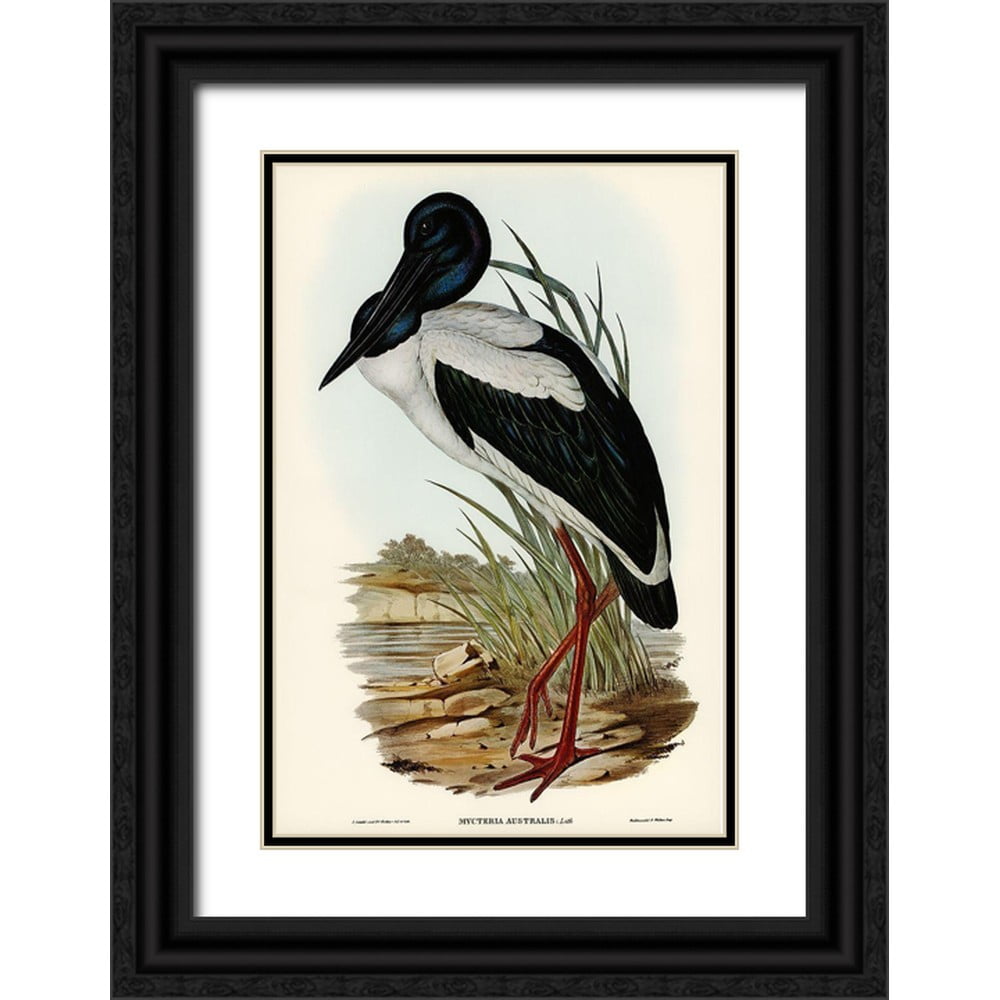 Gould, John 13x18 Black Ornate Wood Framed with Double Matting Museum Art Print Titled ...