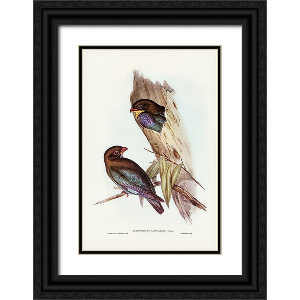 Gould, John 13x18 Black Ornate Wood Framed with Double Matting Museum Art Print Titled ...