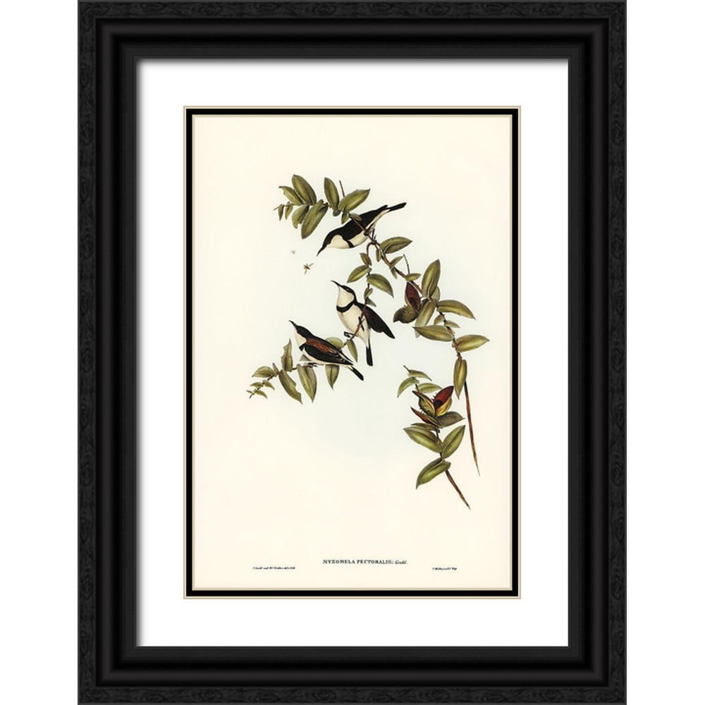 Gould, John 13x18 Black Ornate Wood Framed with Double Matting Museum Art Print Titled - Banded ...