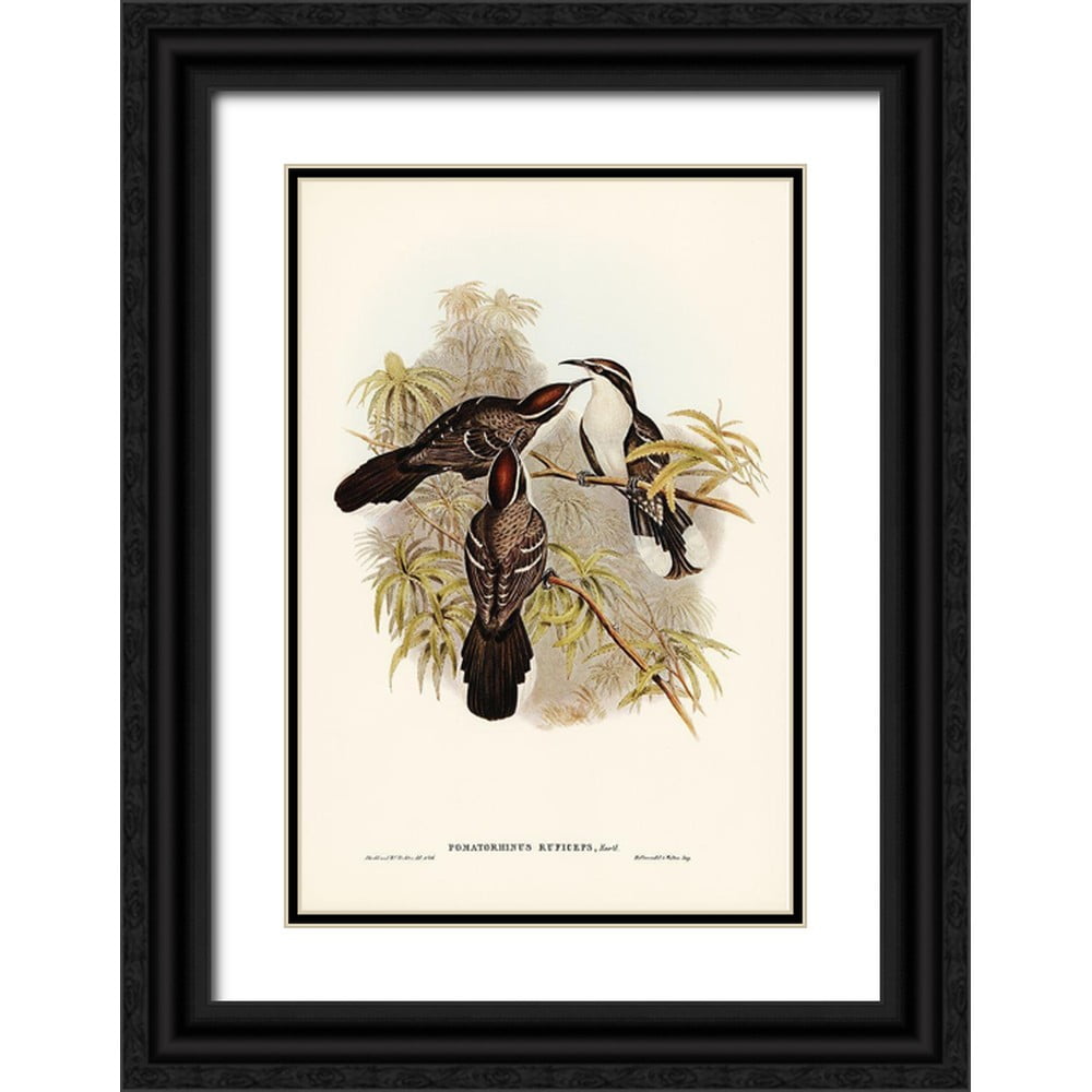 Gould, John 13x18 Black Ornate Wood Framed with Double Matting Museum Art Print Titled ...
